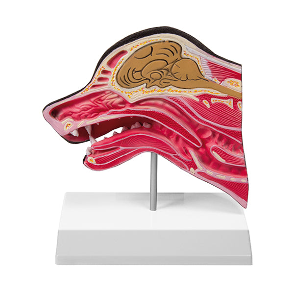 Median section of a dog head — MTM - Médical Tronik
